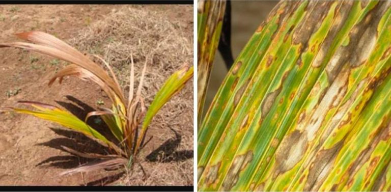 Balai Besar Perbenihan dan Pelindungan Tanaman Perkebunan Medan ...